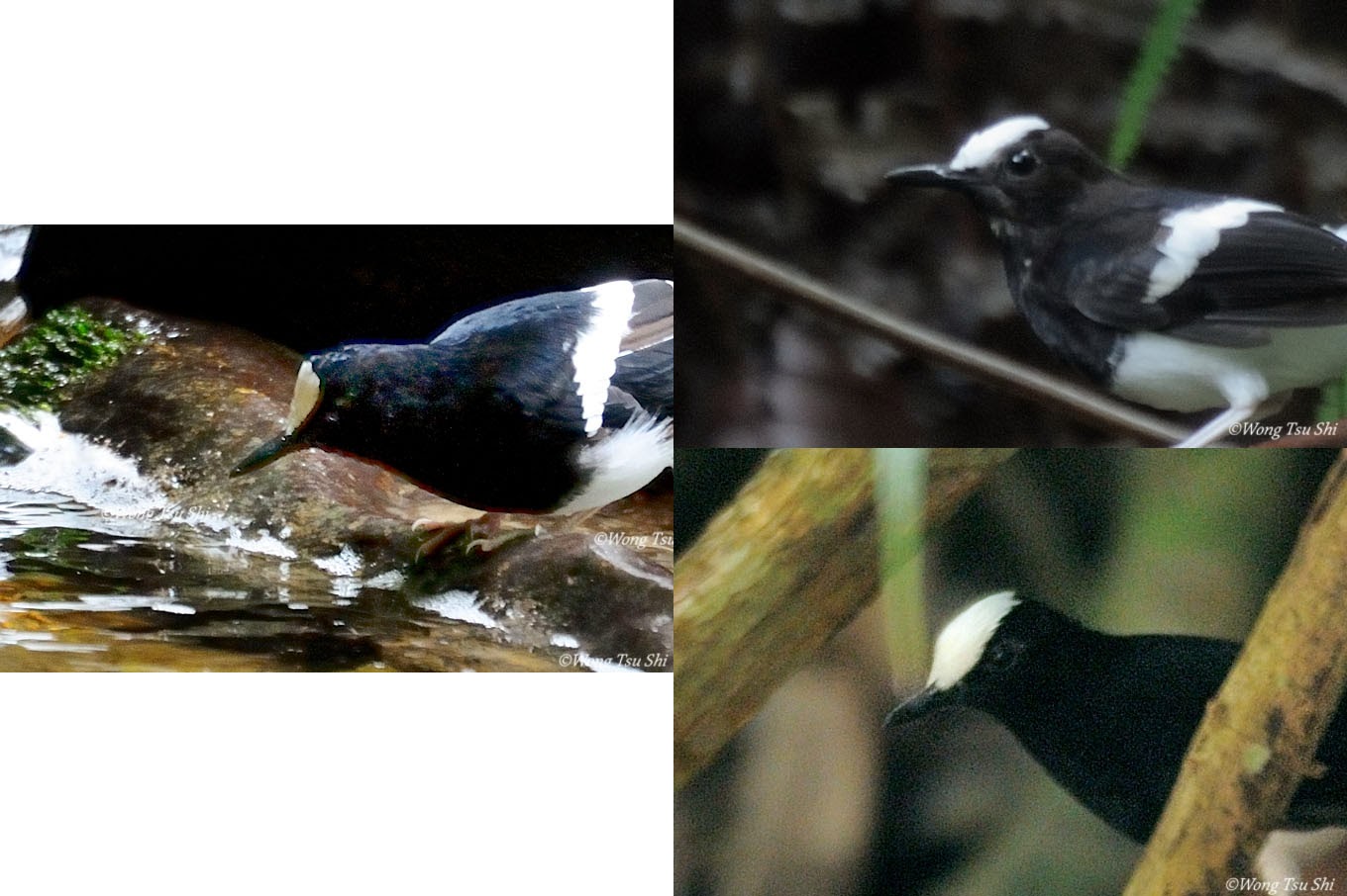 Of North Borneo Birds and others: Bornean and White-crowned Forktail