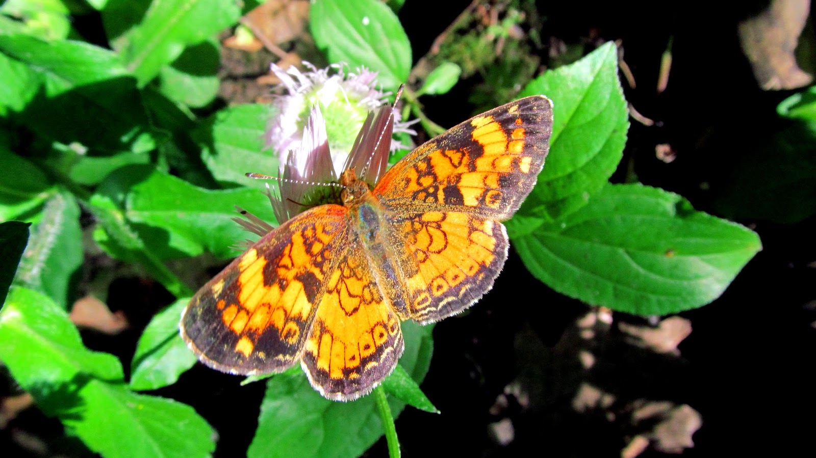 Wandering in Canada: Bugs, Bugs, and More Bugs!