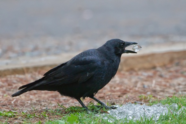 Birding Is Fun!: Crow Cooling Off On A Hot Day