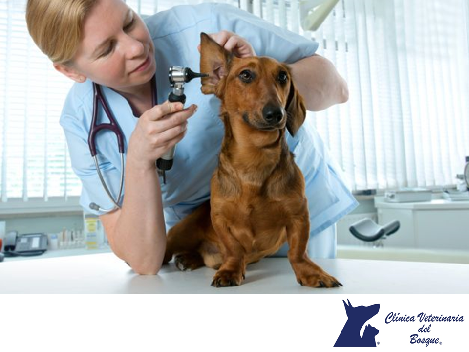 TIPS PARA MASCOTAS: Visitas al veterinario. CLÍNICA VETERINARIA DEL BOSQUE