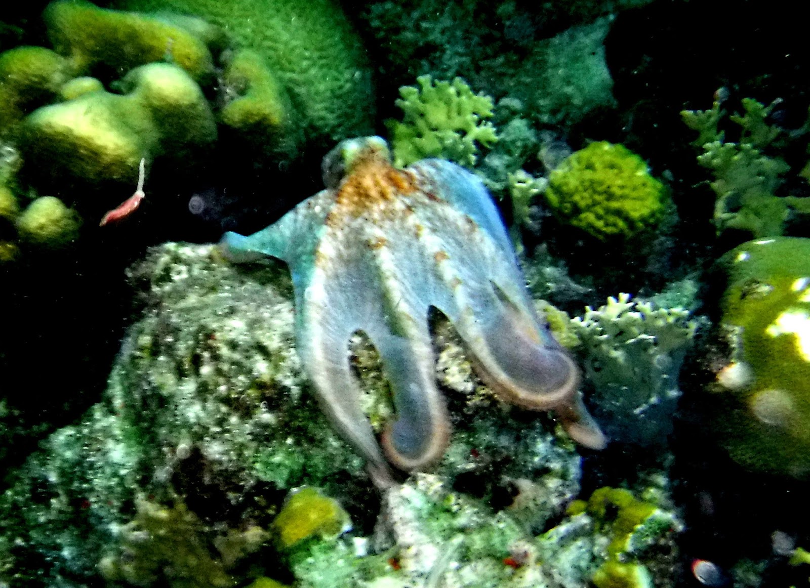 Rhapsody on the Blue: Ostracods Night Dive