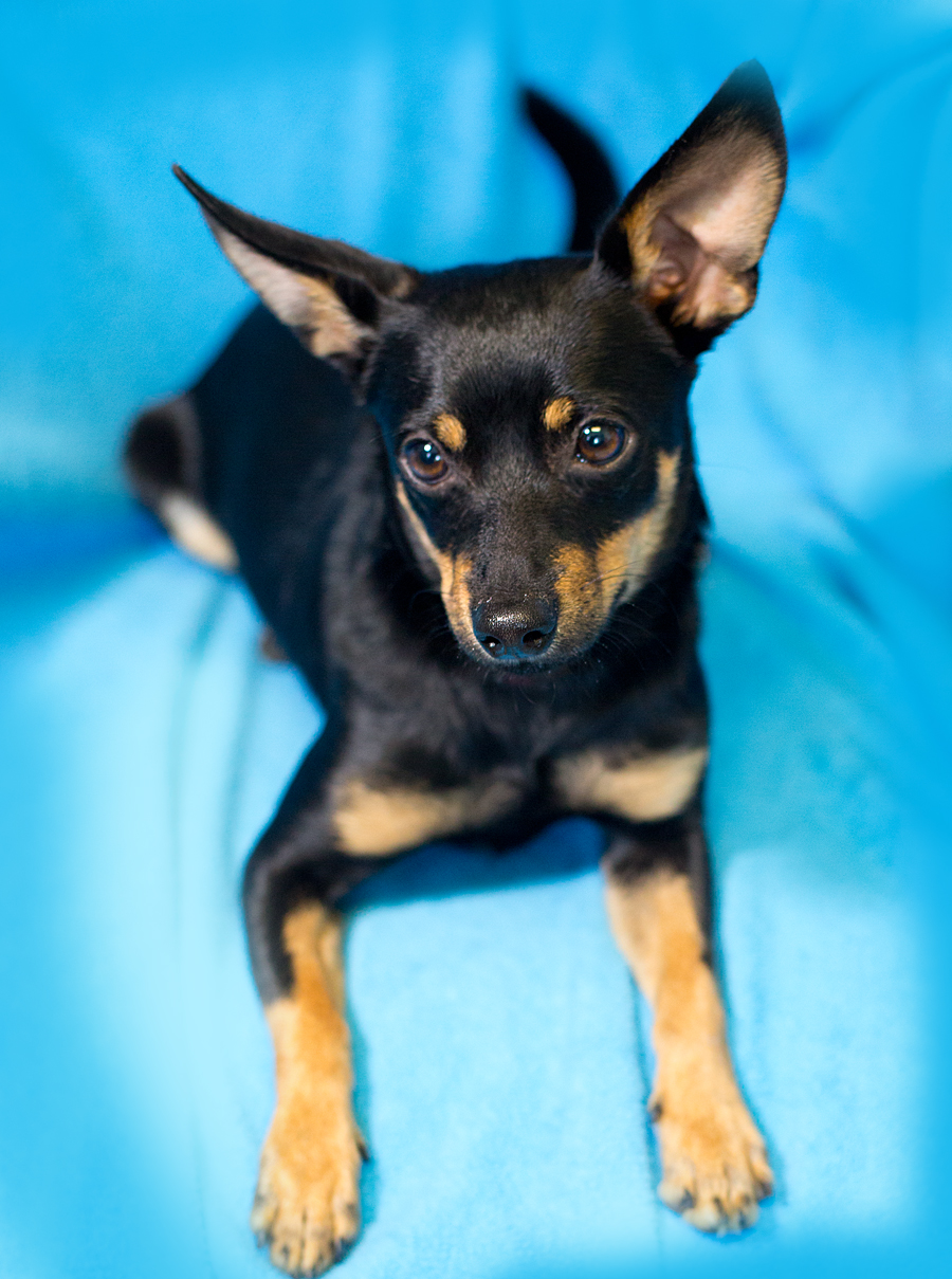 "WHIRLWIND" cute MinPin/Chi mix likes to have fun ~ WWW.iNFO24.NEWS