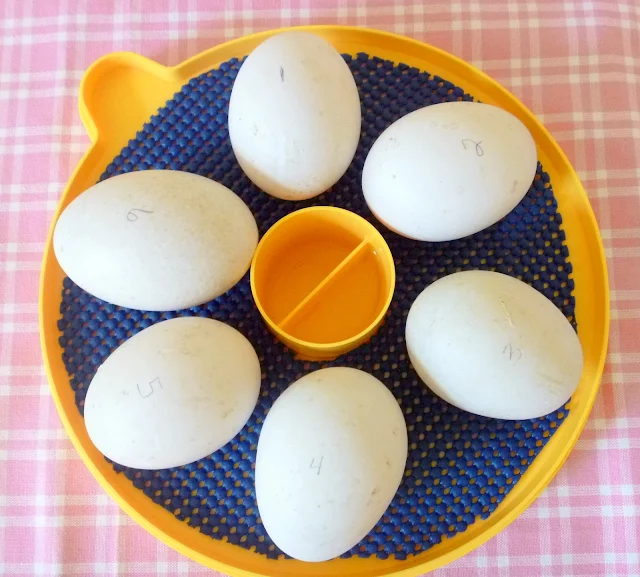The Beginners Guide to Hatching Duck Eggs [with egg candling photos ...
