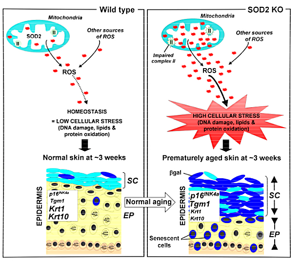 Neverland Research by Lab Fairy: ROS and skin aging