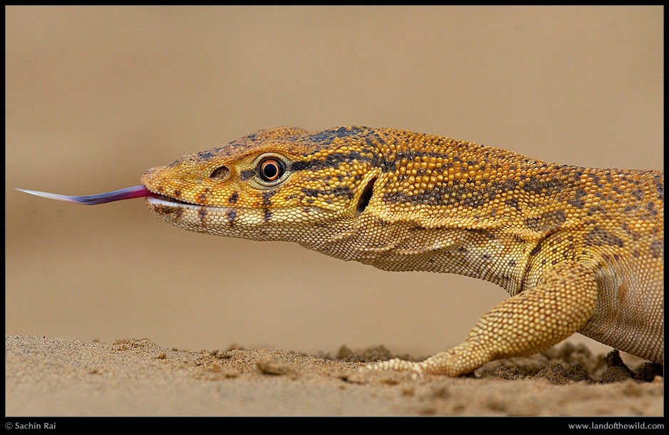KARAKALPAKSTAN BLOG: Desert monitor (Varanus griseus) -- Under Threat