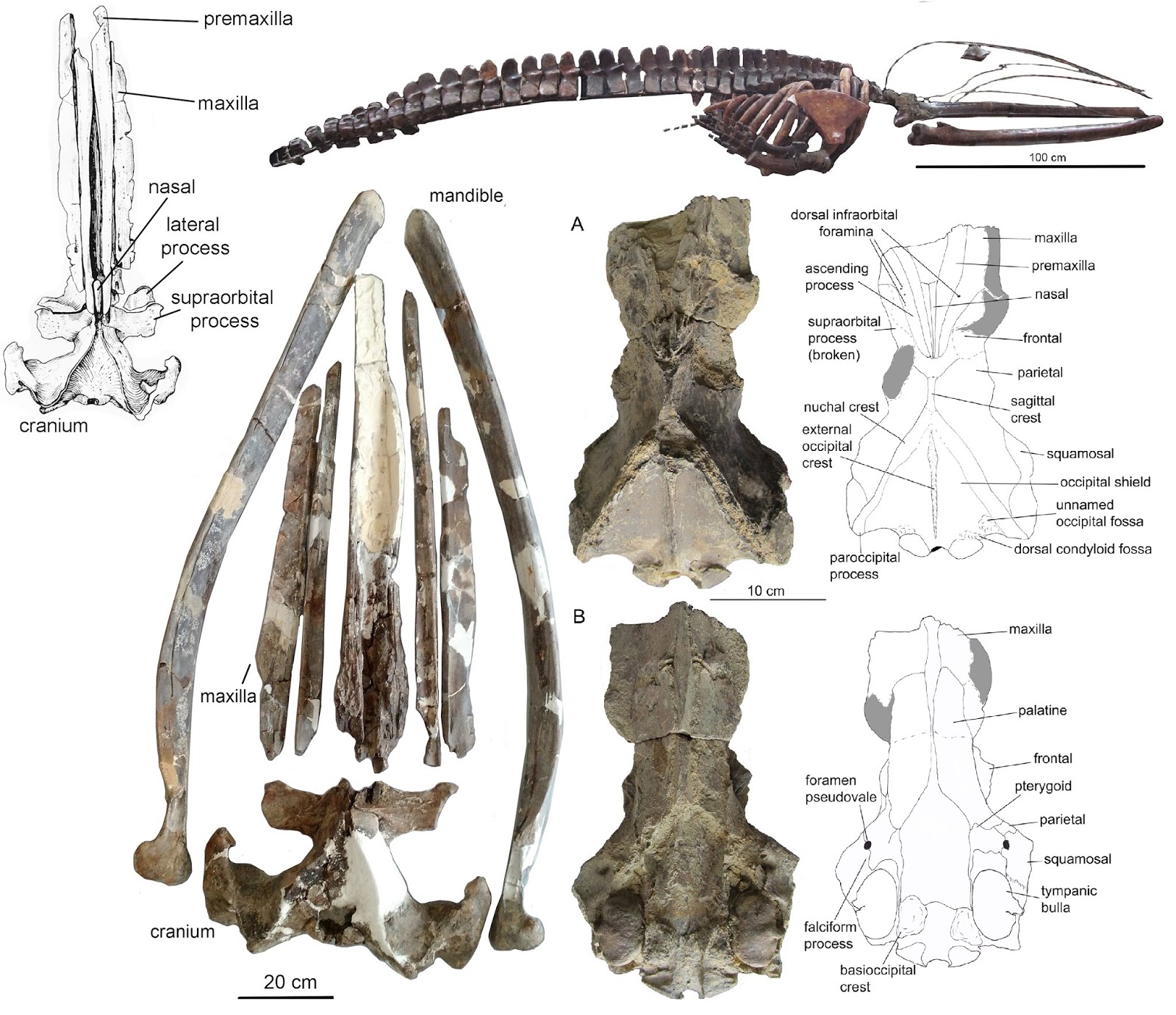 The Coastal Paleontologist: 2018 in review: advances in marine mammal ...