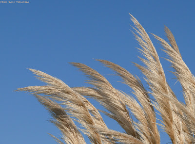 Flora Bonaerense: Cortadera (Cortaderia selloana)