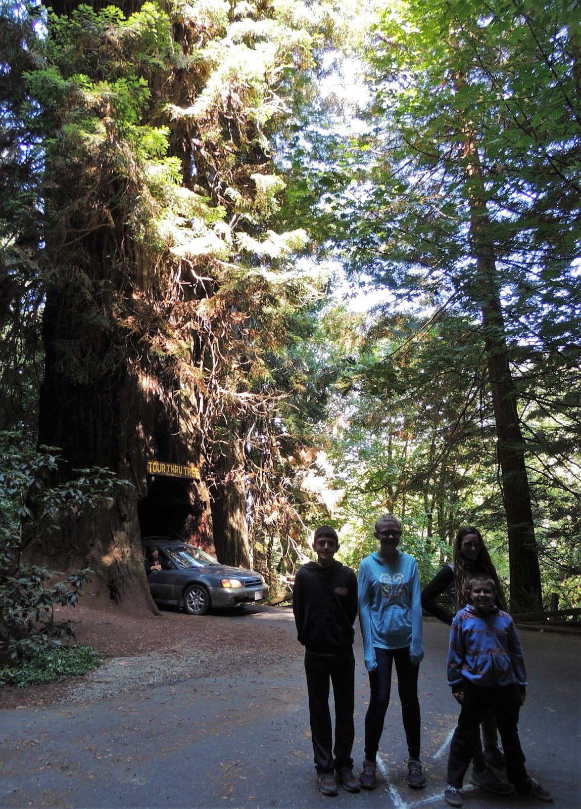 1000 Hikes in 1000 Days: Jedediah Smith Redwoods State Park - Tour Thru ...