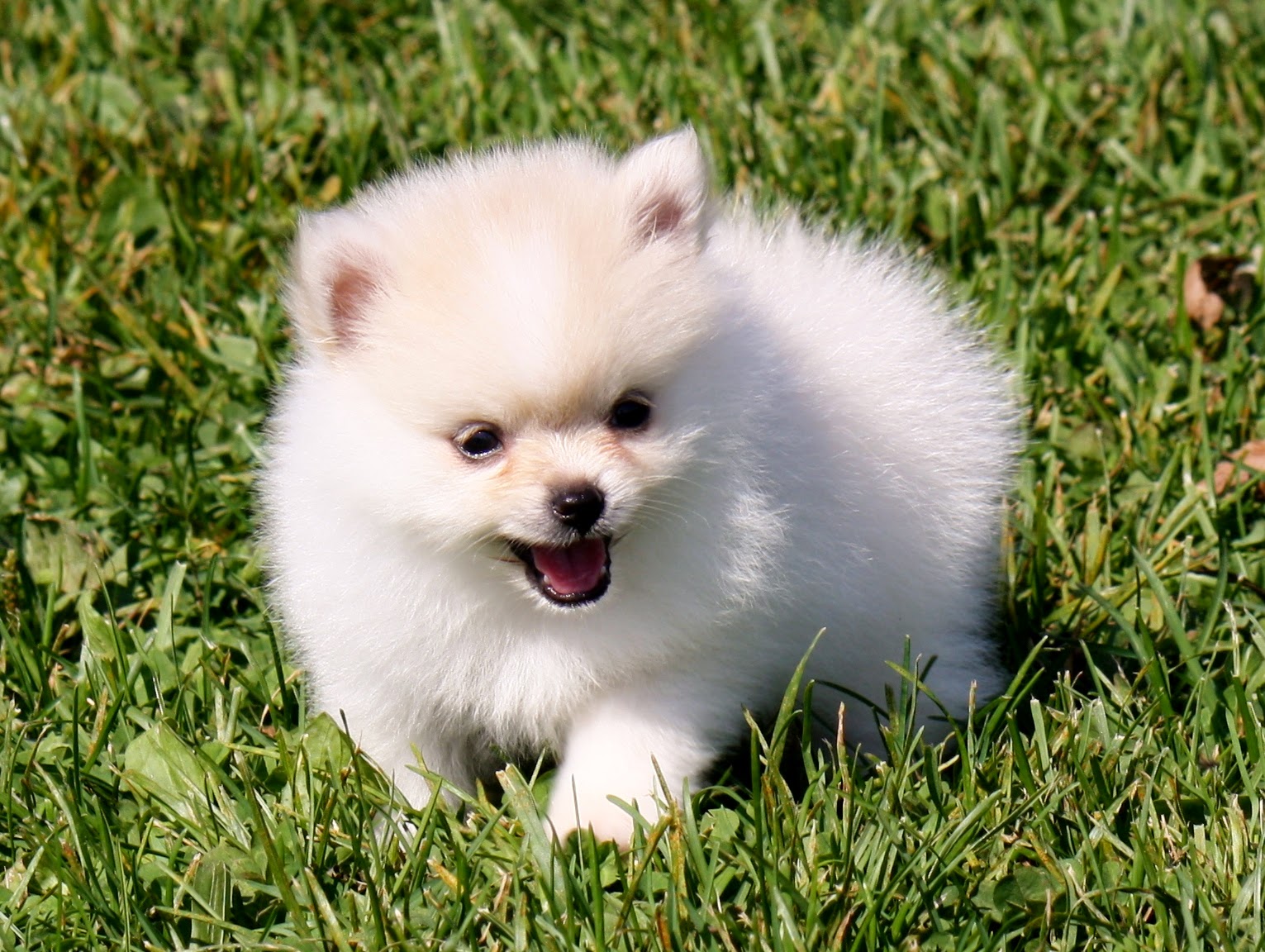 Providence Puppies: ~Pretty Pomeranian Puppies~