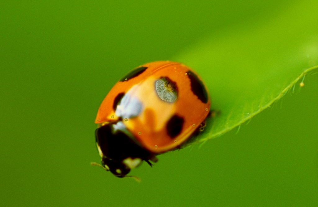 Alam Mengembang Jadi Guru: Ladybug (Kumbang Koksi)