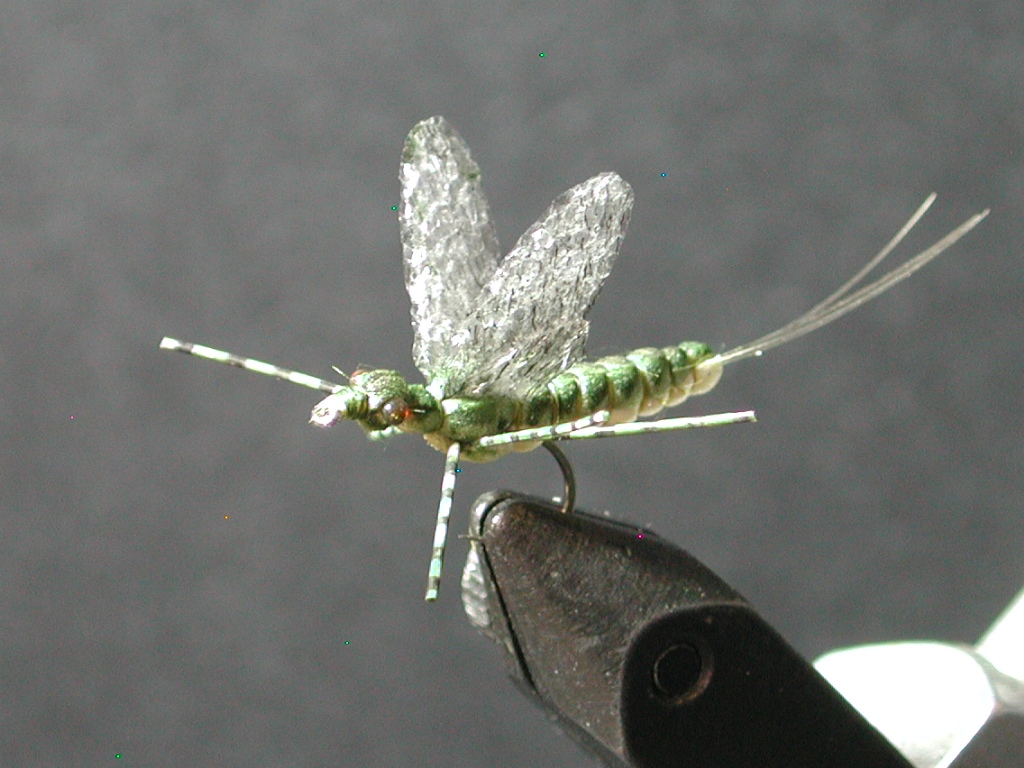 Mayfly - Insects Morphology