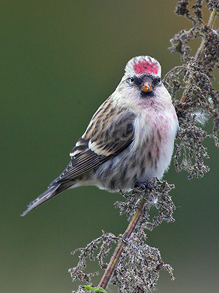 MARJANPUUHASTELUT: Hauskaa ja halpaa huvia