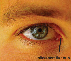 Duda's Epic Quest To Epicness: Plica Semilunaris