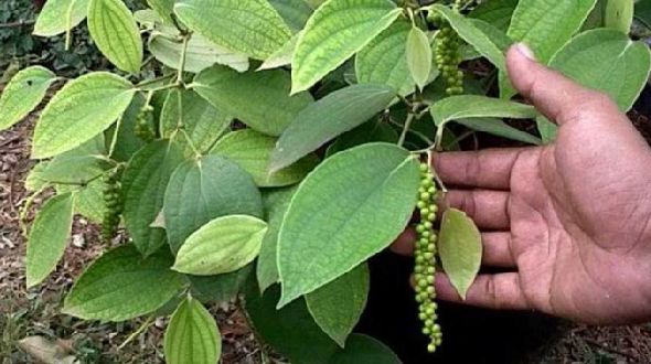 Cara Menanam Lada / Sahang (Panduan Lengkap Dalam Bentuk pdf) - Zona ...