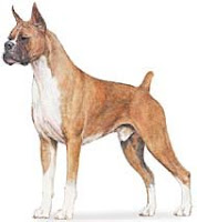 Your Pet Dentist: Breed Predisposition to Oral Disease: The Boxer Part ...