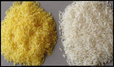 Seedy Affairs: Golden Rice: A GM crop designed to fight malnutrition