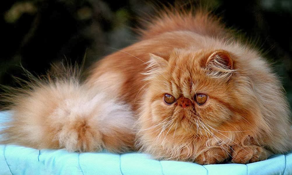 CATANDUVA FASHION: Fashion pets - os gatos do Oriente em Catanduva