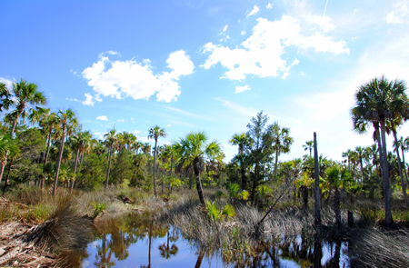 Desolation Florida: The Dixie Mainline and Shired Island