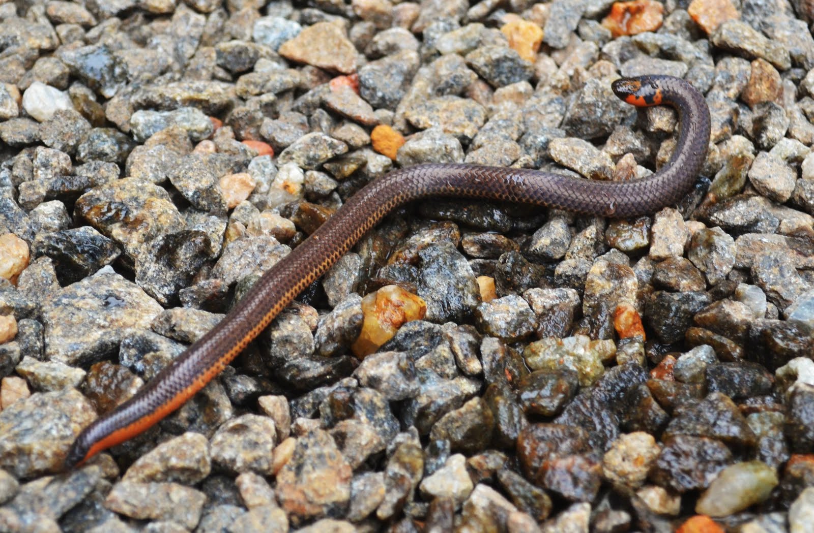Photography & Me: Shield-Tailed Snake