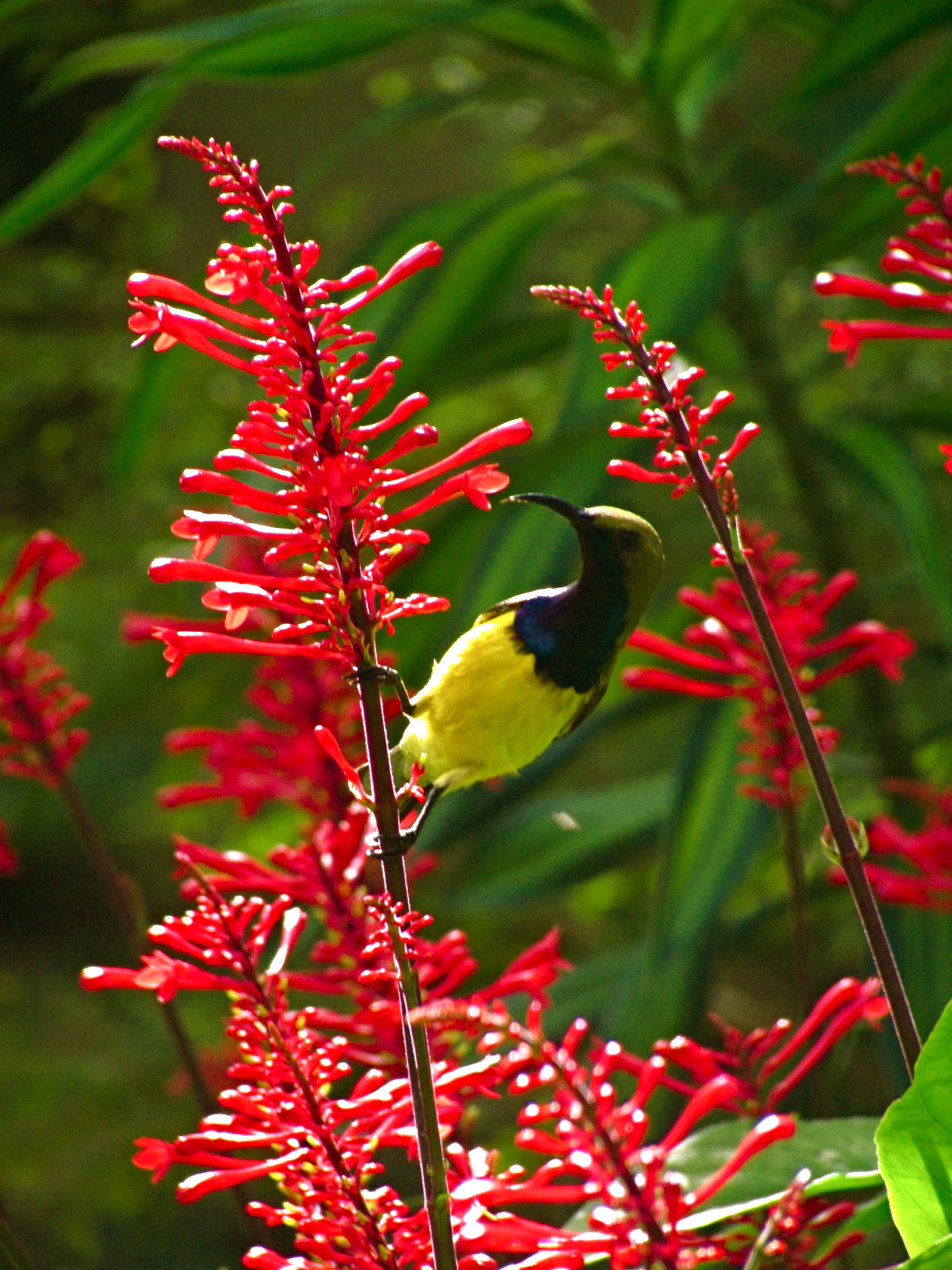 1784: January Bird of the Month