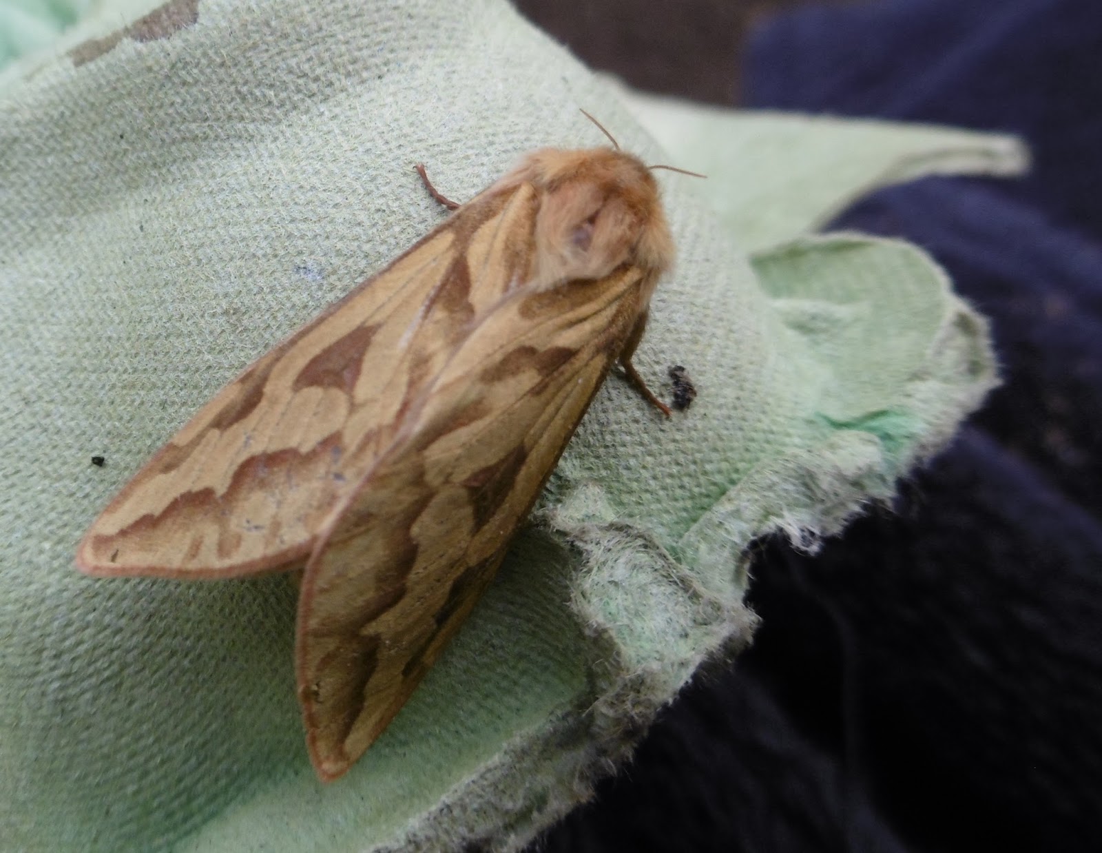 Martin's Moths: Number One