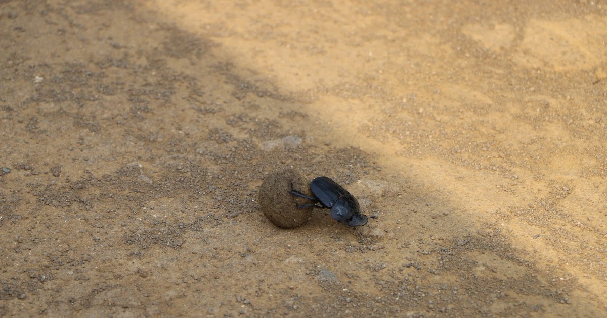 Adrien voyage: Le bousier d’Afrique du sud