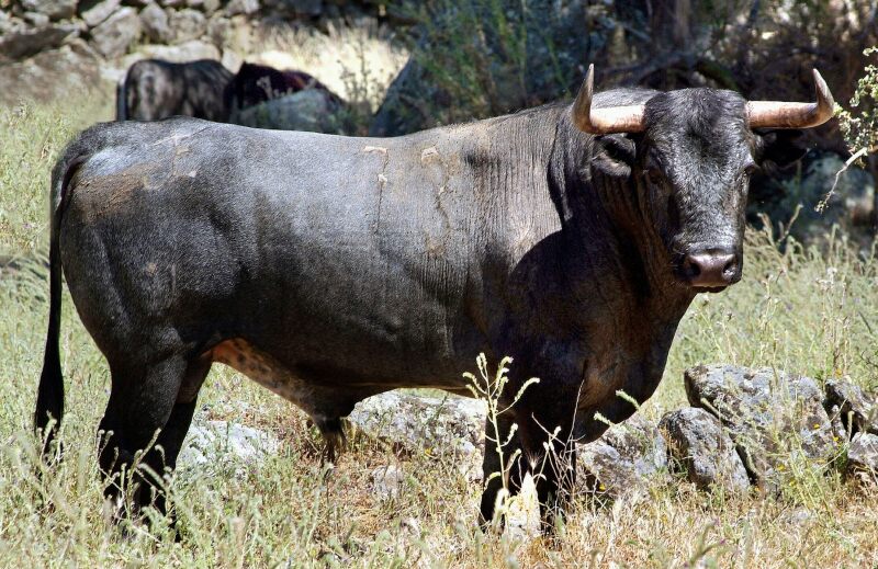 Toros finos - Imagui