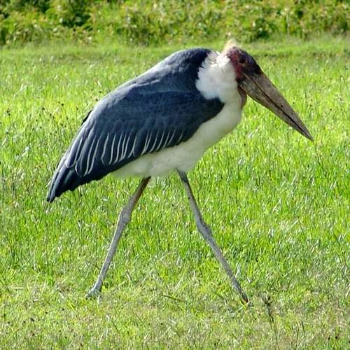 Marabú africano (Leptoptilos crumeniferus)