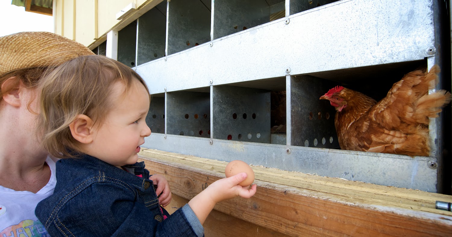 Photography in my Life: A Day On The Farm