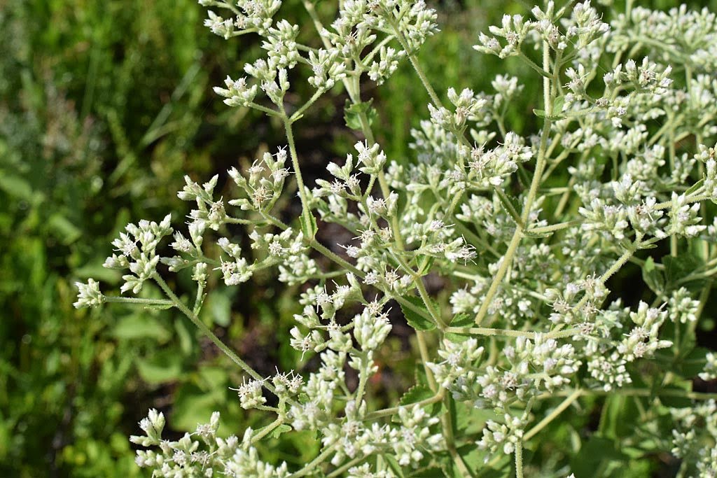 Space Coast Wildflowers