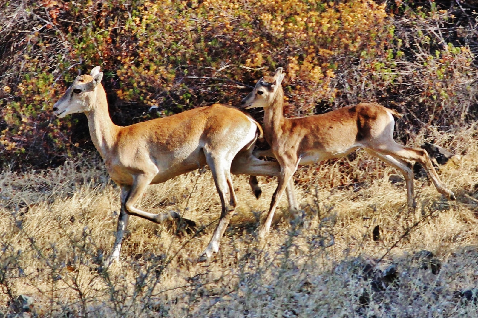 Biodiversity of Cyprus by NGO Protection of the Natural Heritage and ...