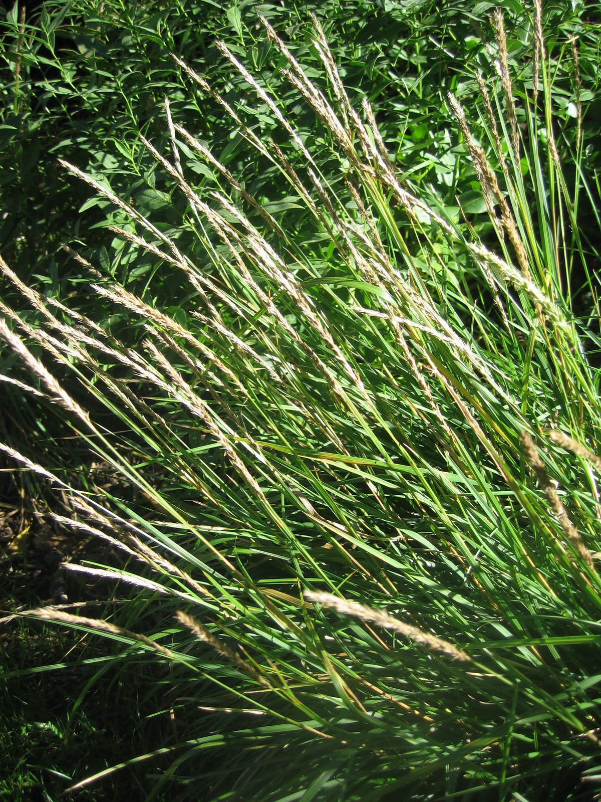 BARROW WORKS: Autumn Moor Grass