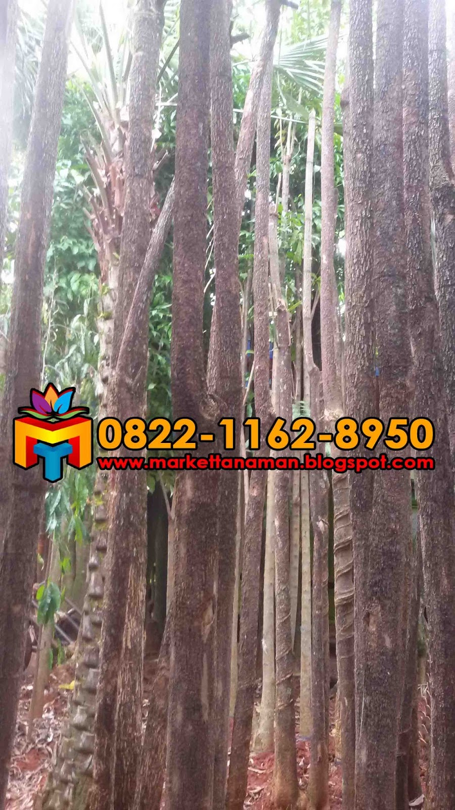 JUAL POHON PULAI (ALSTONIA SCHOLARIS) | JUAL POHON PULE | JUAL POHON ...