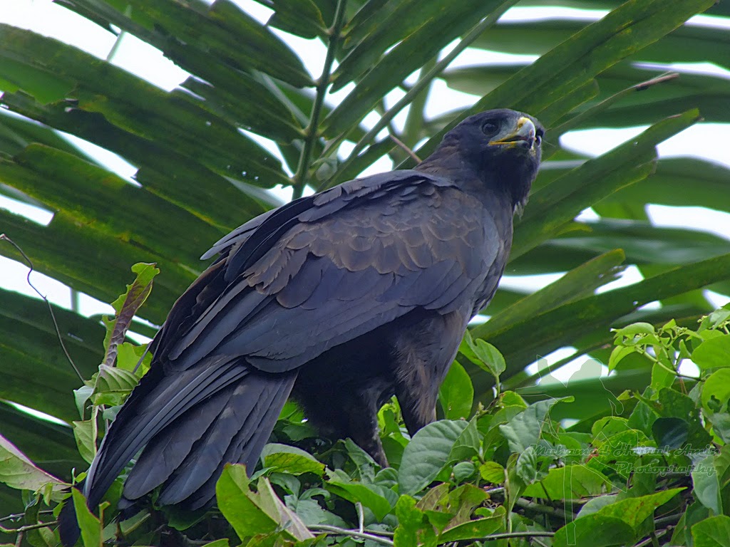 Burung Elang, Ciri-ciri, Jenis dan Klasifikasi Burung Elang
