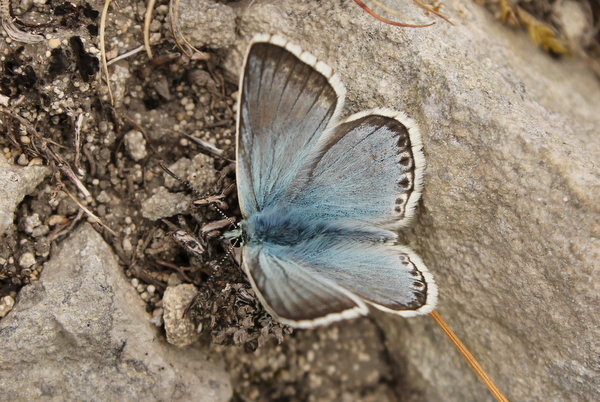 Above the River: Things with wings