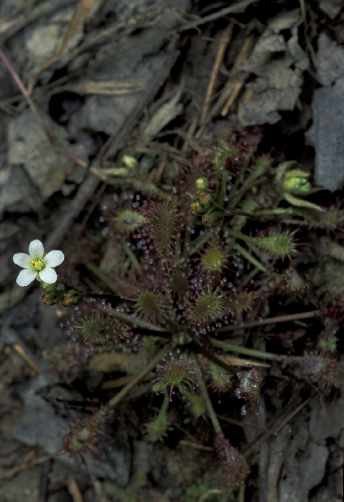 Kentucky Native Plant and Wildlife: Plant of the Week: Spoonleaf Sundew ...