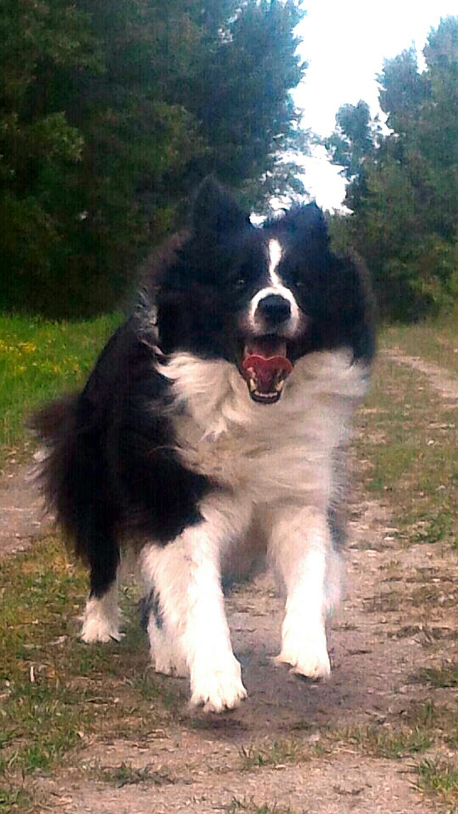 Border collie, noir et blanc, Dayack, © Copyright 2013-2030 Tous droits ...