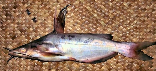 INDONESIAN FRESHWATER FISH COMMUNITY - IFFC: 5 Species of Family ...