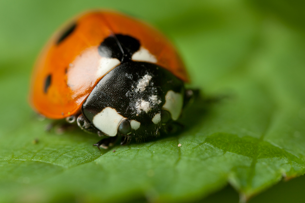 phils photographic adventures: Whixall Moss Bug Hunt April 10