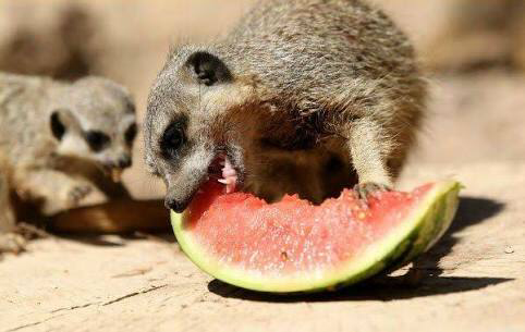 Fruit For The Office: Animals Eating Fruit - Because Why Not?