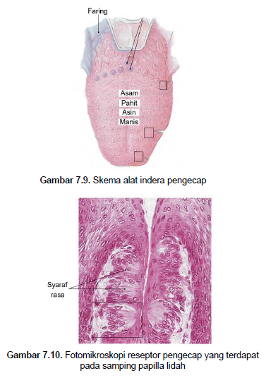 Sistem Alat Indera Mata, Telinga, Hidung, Lidah, dan Kulit | Ilmu Kesehatan