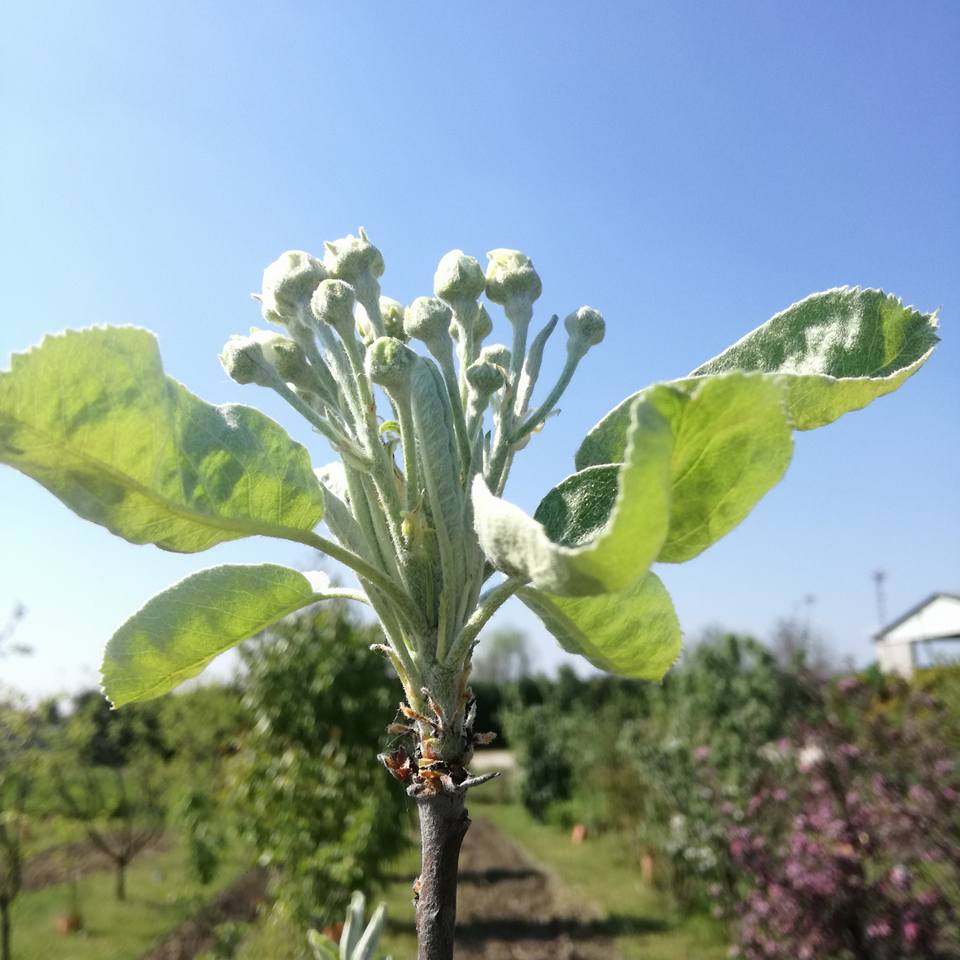 Fruits Seeker: X Sorbopyrus auricularis - sorbopero