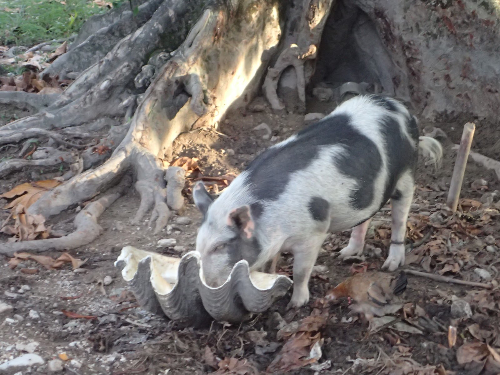 SV FLUENTA : Butaritari in Pictures - Thatch, WWII Relics and Kids.