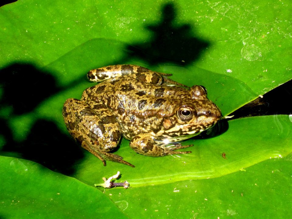 Ερπετά και αμφίβια της Κύπρου - Reptiles and amphibians of Cyprus by ...