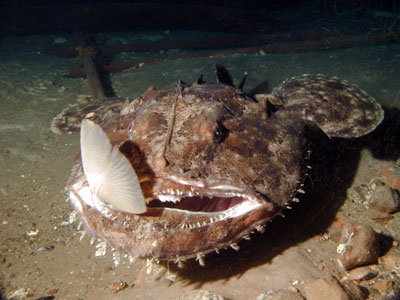 Anglerfish ~ Aquatic Animals