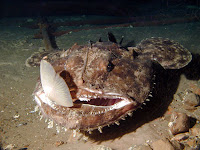 Anglerfish ~ Aquatic Animals