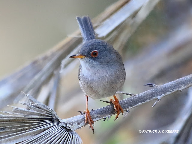Raw Birds: Birds of Mallorca