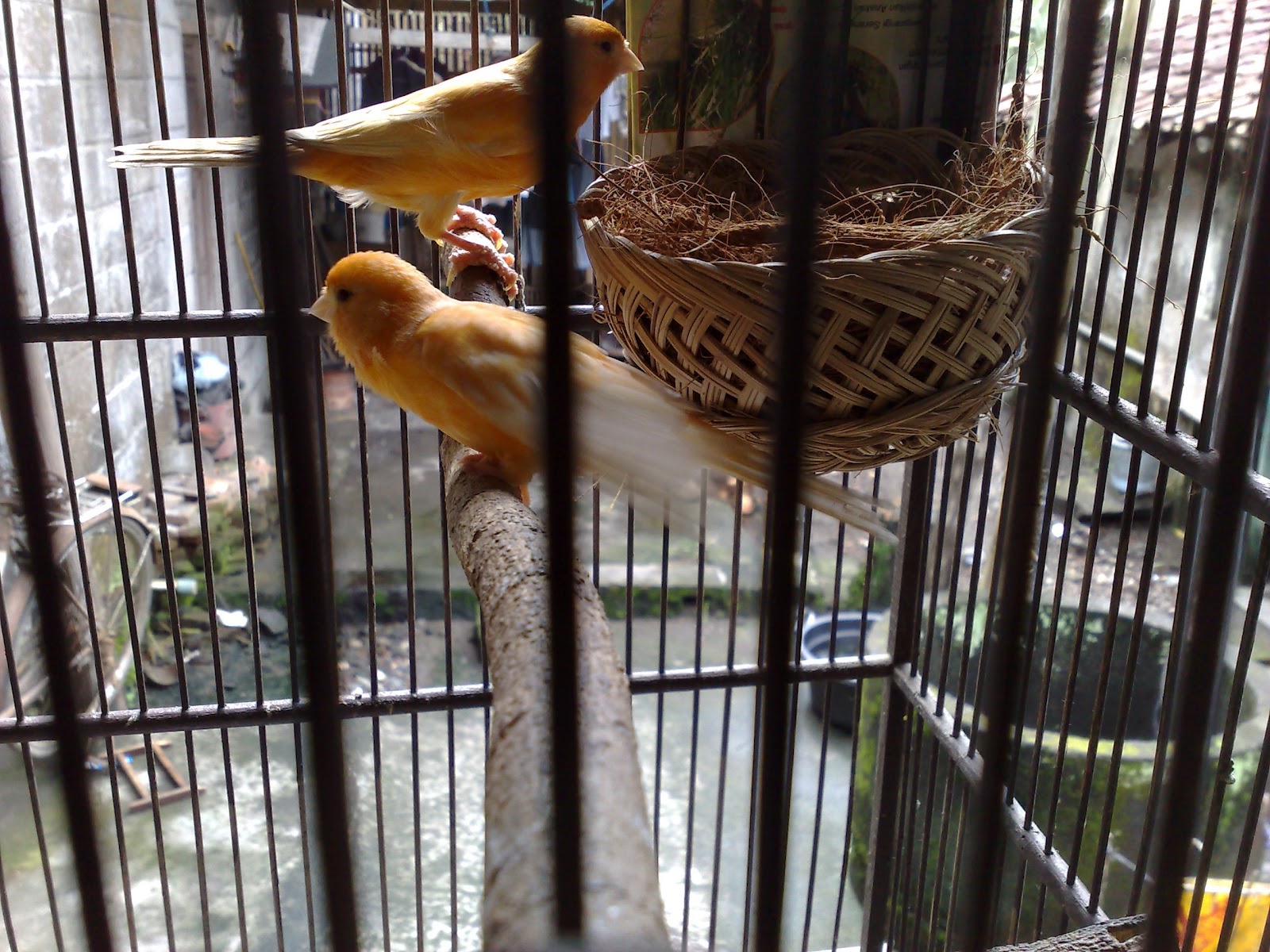 Koleksi Unik 86: Jual Kenari warna Orange Jenis Holland / AF lokasi ...