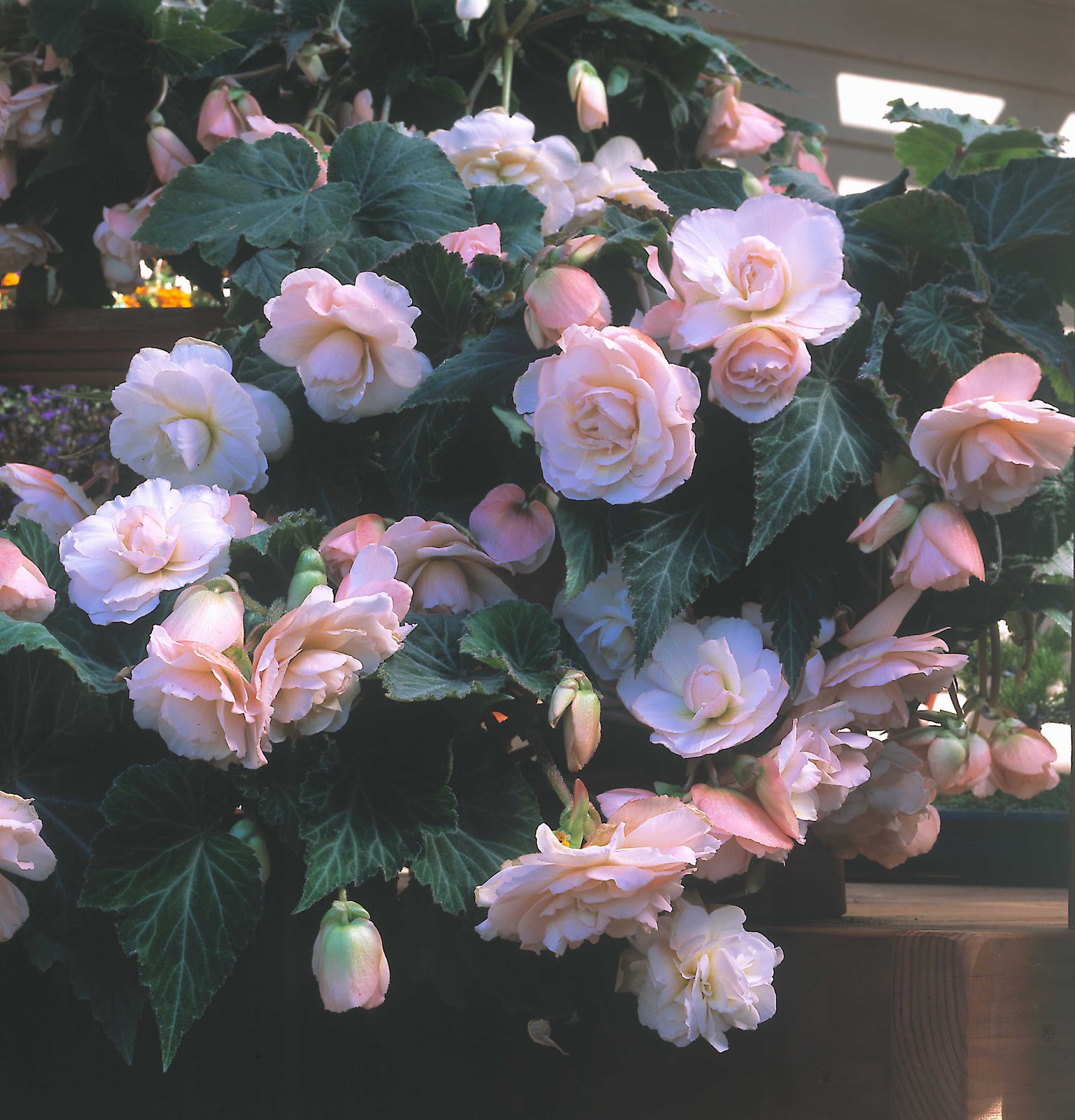 Begonias in the Mist: Breeding Scent in Tuberous Begonias