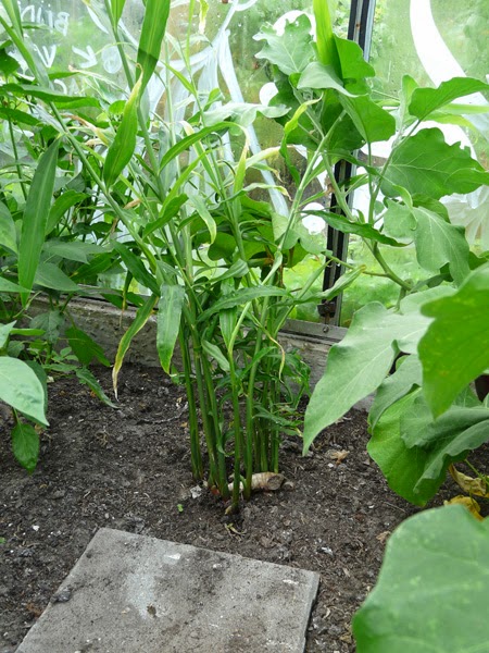 huis-tuin-en-keuken: C: Gember kweken en oogsten